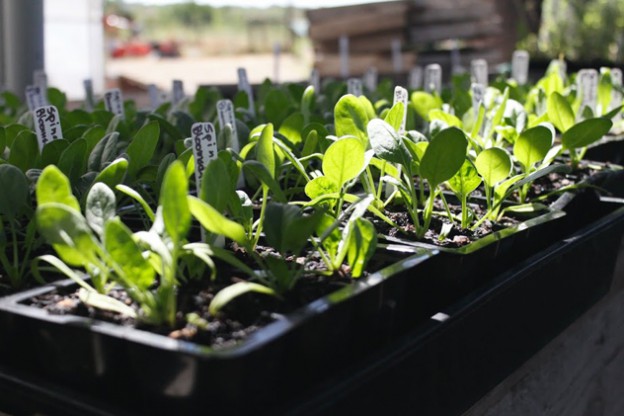 The Little Farm That Could | Submerge Magazine | Music + Art ...