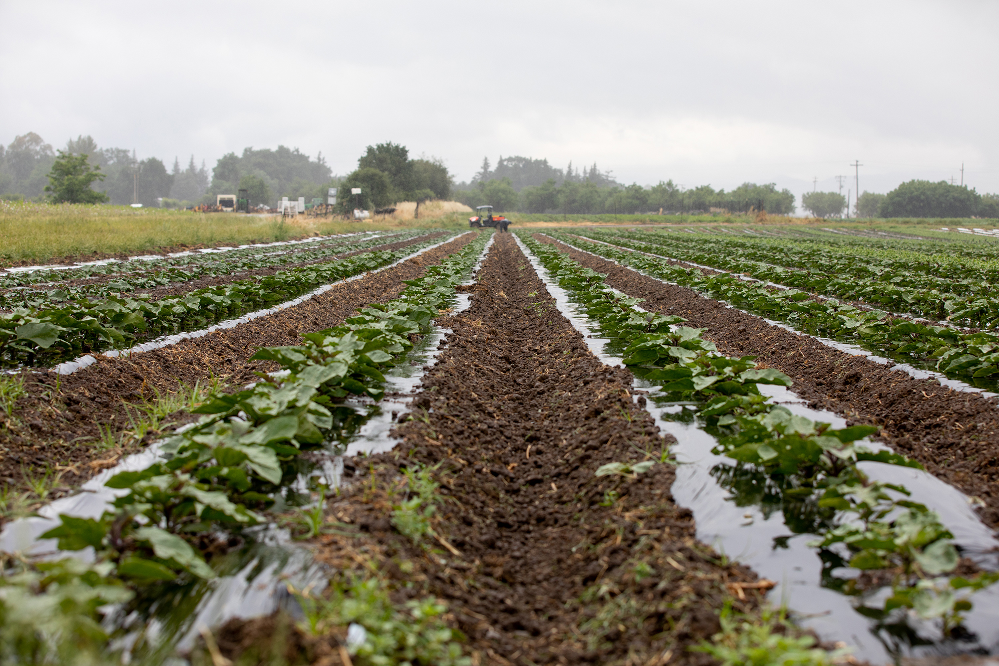 Why Eat Local: Living Up To Our Farm-To-Fork Capitol’s Slogan ...