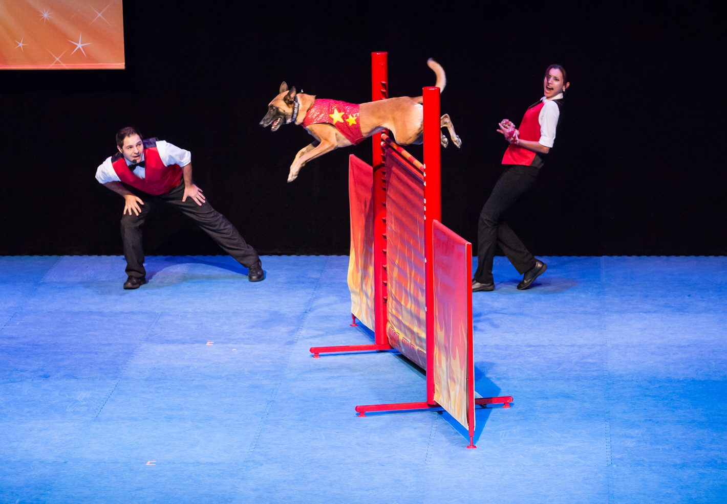 Doggo Lovers: Do Not Miss Chris Perondi’s Stunt Dog Experience at ...